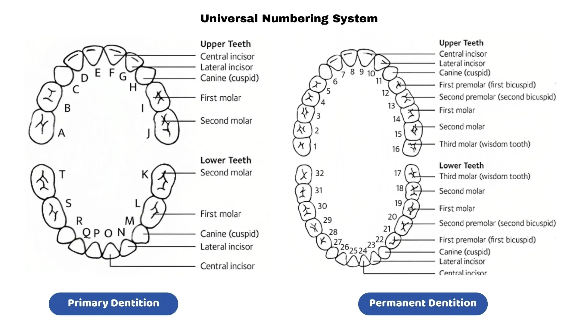 Universal Tooth Numbering System Chart