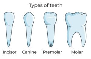 Teeth : Anatomy Diagram, Types, Name, Number and Functions - DentalFord