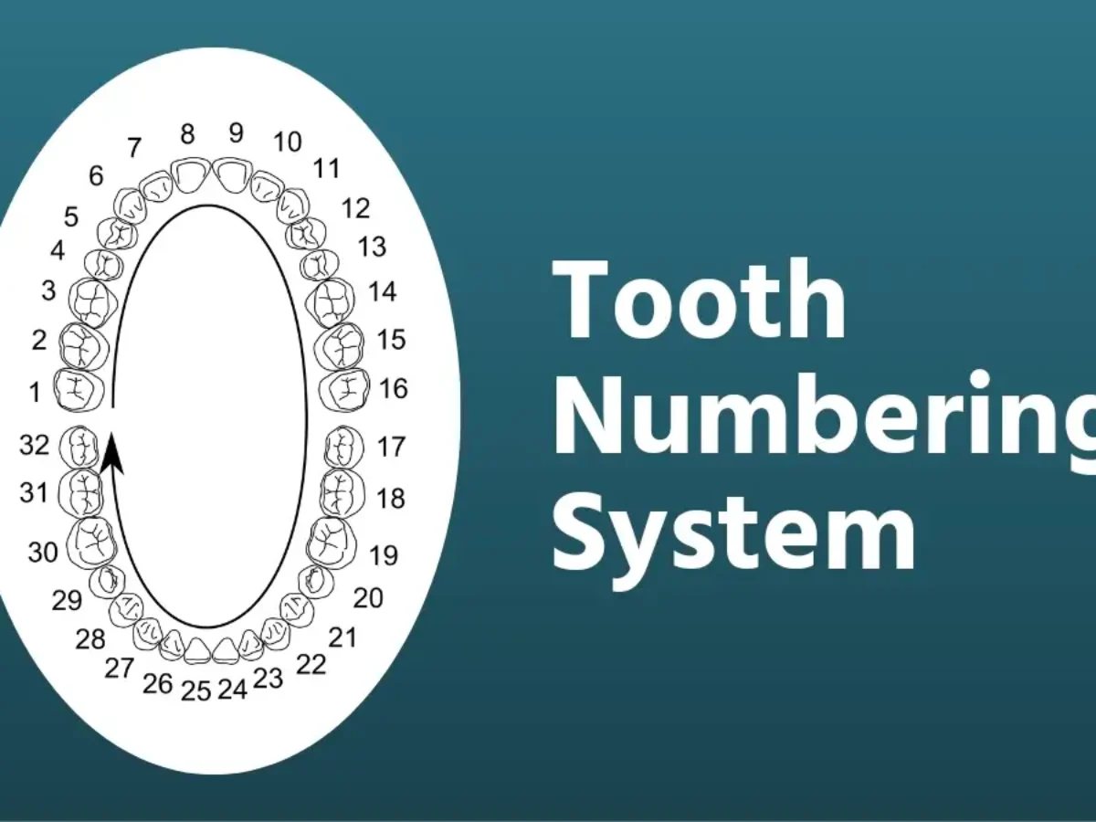 Universal Tooth Numbering